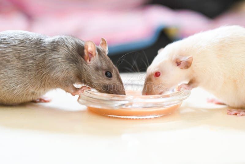 Cute Pet Rat Having Evening Snack Stock Image - Image of mammal, yeys ...