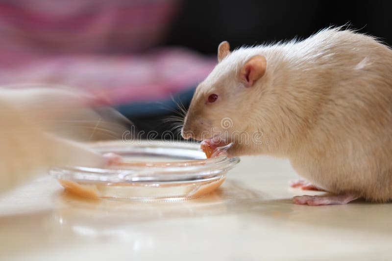 Cute Pet Rat Having Evening Snack Stock Photo - Image of whiskers, eyes ...