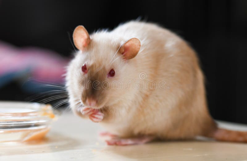 Cute Pet Rat Having Evening Snack Stock Image - Image of eating, nose ...