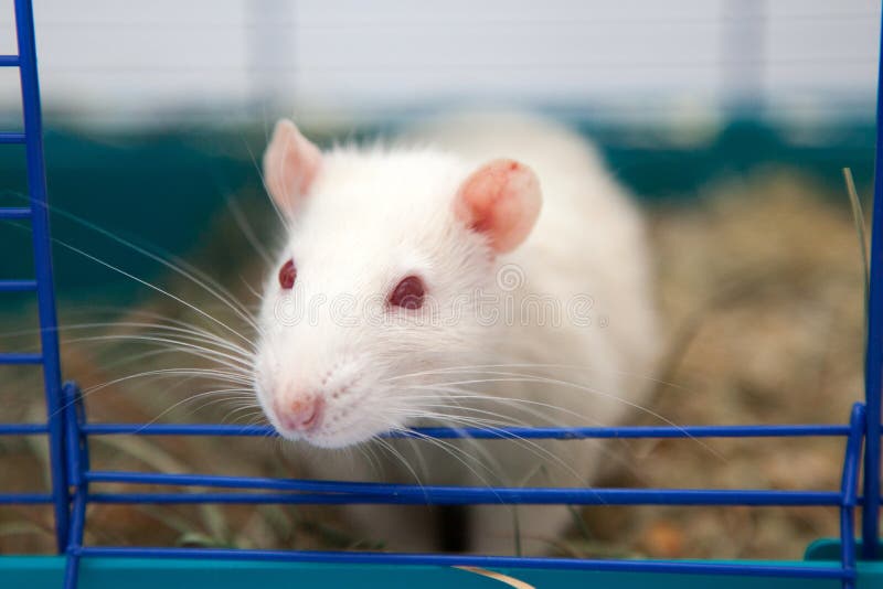 Cute pet rat stock image. Image of mammal, tail, rats - 67660235