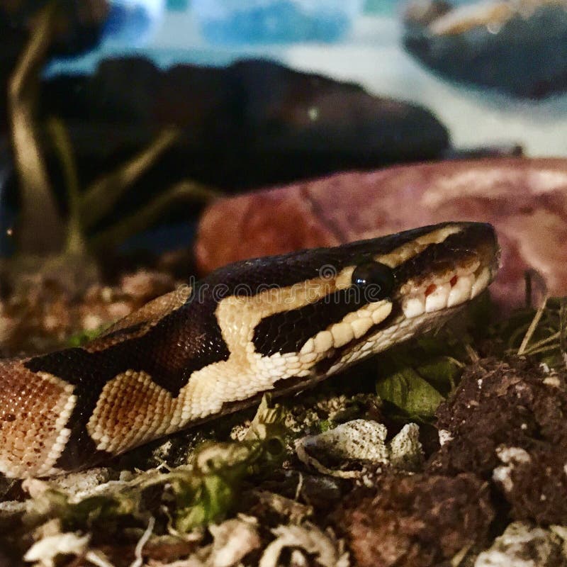 Cute Pet Snake on Dirt stock photo. Image of splotches - 137615714