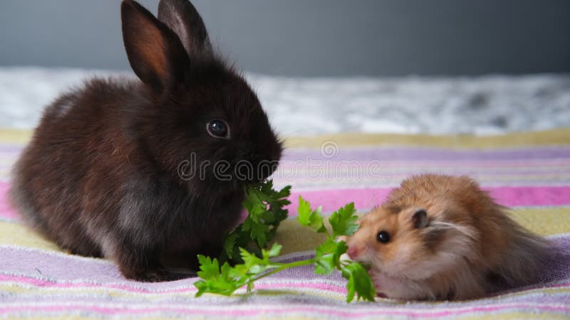 Cute Pets Rabbit and Hamster Sit Side by Side on the Couch Stock ...