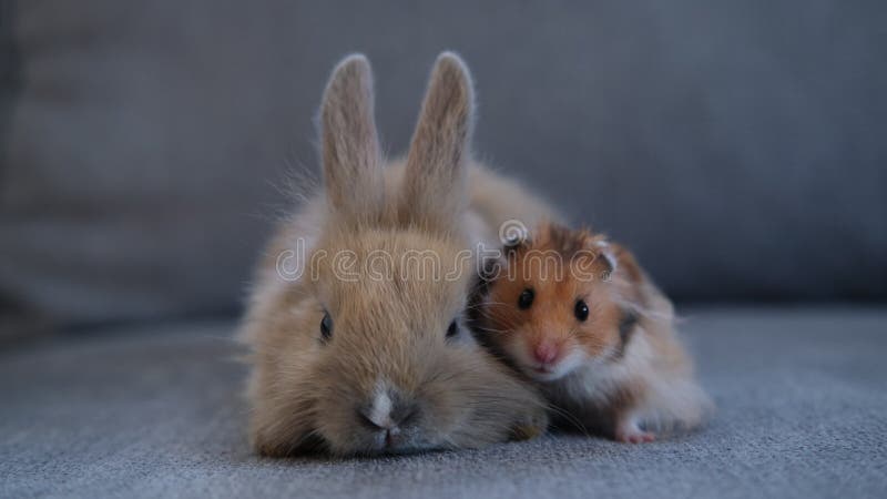 Cute Pets Rabbit and Hamster Sit Side by Side on the Couch Stock ...