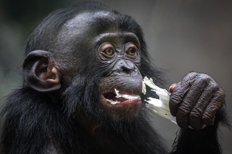 Cute Photo of a Young Chimpanzee Eating Stock Photo - Image of eating ...