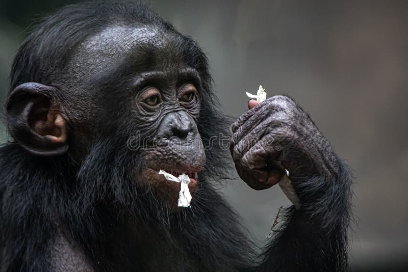 Cute Photo of a Young Chimpanzee Eating Stock Image - Image of primate ...
