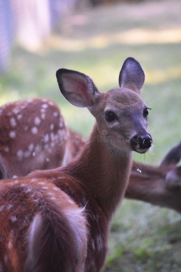 Cute Photo of a Young Doe Looking Behind Stock Image - Image of young ...