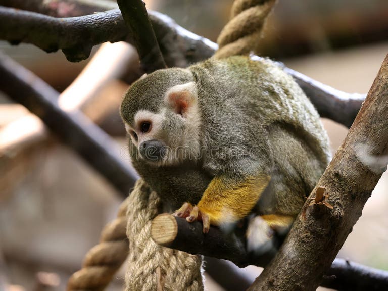 Cute Picture of a Squirrel Monkey in a Tree Stock Image - Image of ...