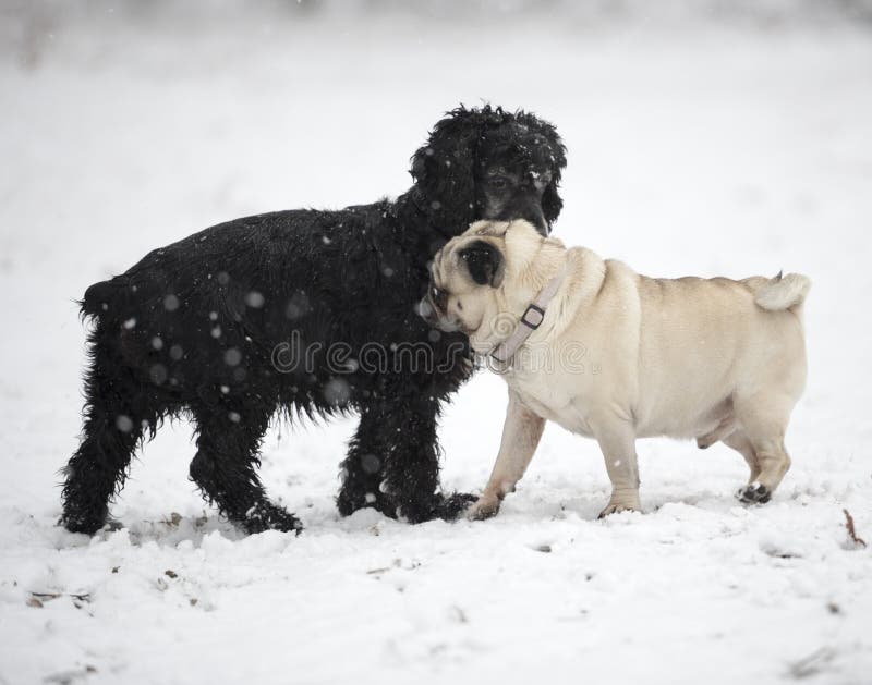Cute Picture of Two Dogs Interacting Together Outdoors in the Snow ...