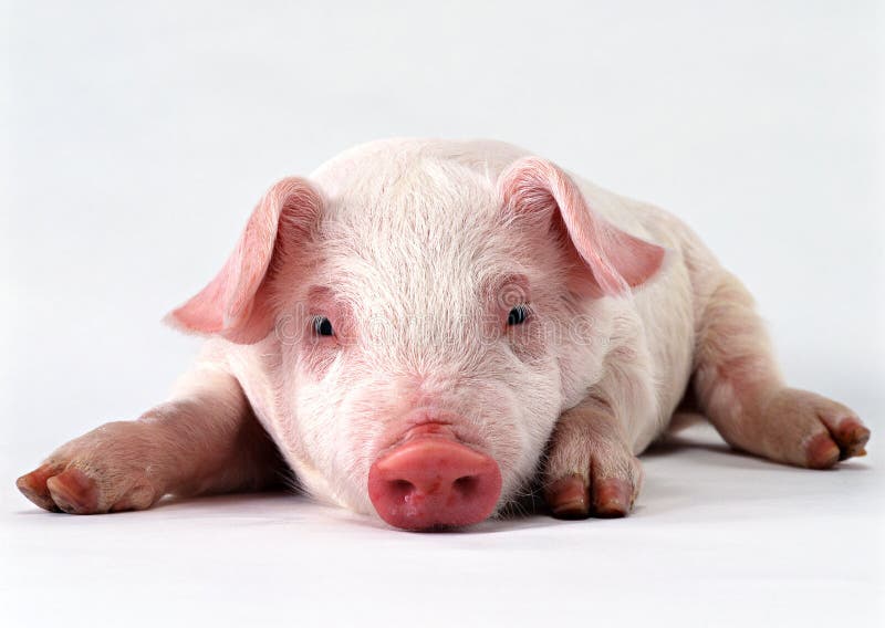 Cute and Fuzzy One Week Old Baby Piglets Stock Image - Image of meat ...