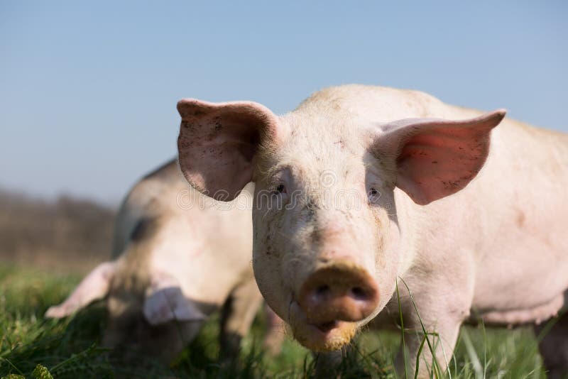 Cute pig in grass stock photo. Image of outdoors, nature - 47258228