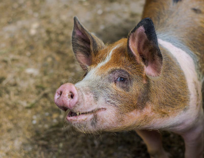 Cute pig stock image. Image of leaning, nosy, pigs, piglet - 91548895