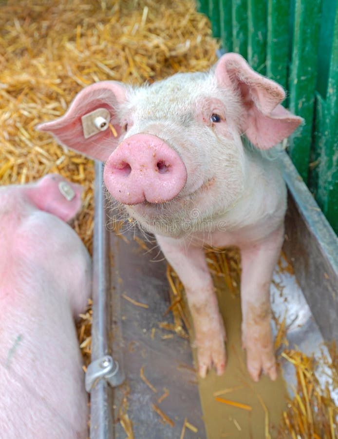Cute Pig Snout Farm stock image. Image of front, funny - 367017331