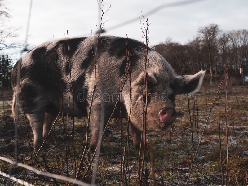Cute Pig with Spots on a Farm Stock Photo - Image of animal, spots ...