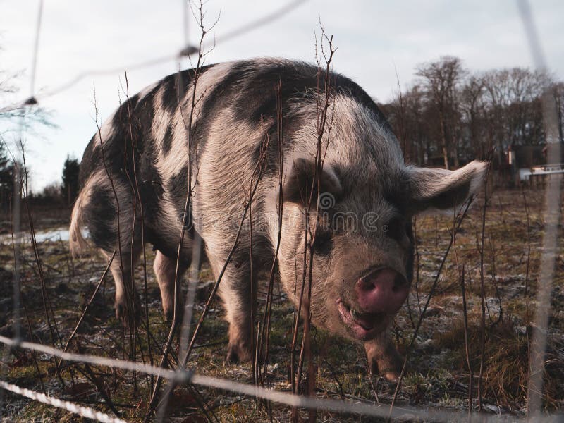Cute Pig with Spots on a Farm Stock Photo - Image of rural, grass ...