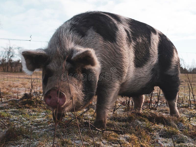 Cute Pig with Spots on a Farm Stock Image - Image of grass, domestic ...