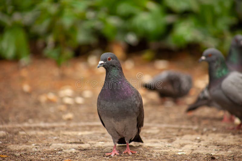 Cute Pigeon, Friends and City Spring 2023 Stock Image - Image of ...