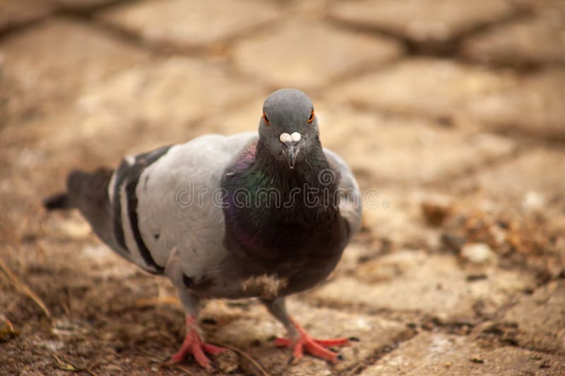 Cute Pigeon, Friends and City Spring 2023 Stock Photo - Image of ...