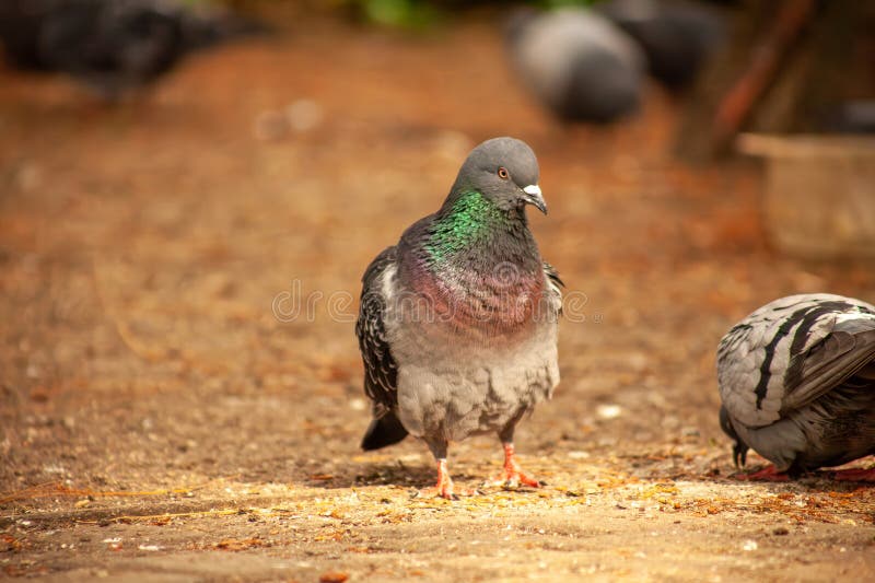 Cute Pigeon, Friends and City Spring 2023 Stock Photo - Image of flying ...