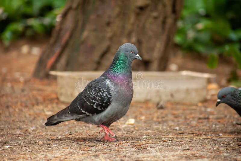 Cute Pigeon, Friends and City Spring 2023 Stock Image - Image of design ...