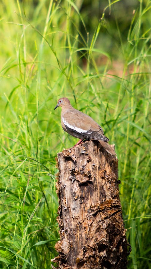 Pigeon resting on a log stock photo. Image of jungle - 229950148