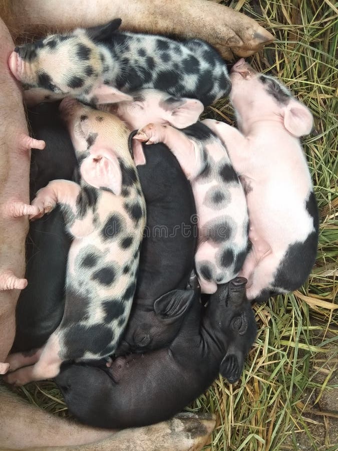 Cute Piglet Farm Traditional Babi Stock Image - Image of cute ...