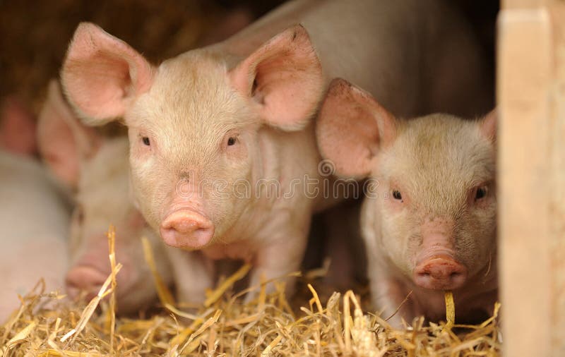 6,036 Cute Piglets Stock Photos - Free & Royalty-Free Stock Photos from ...