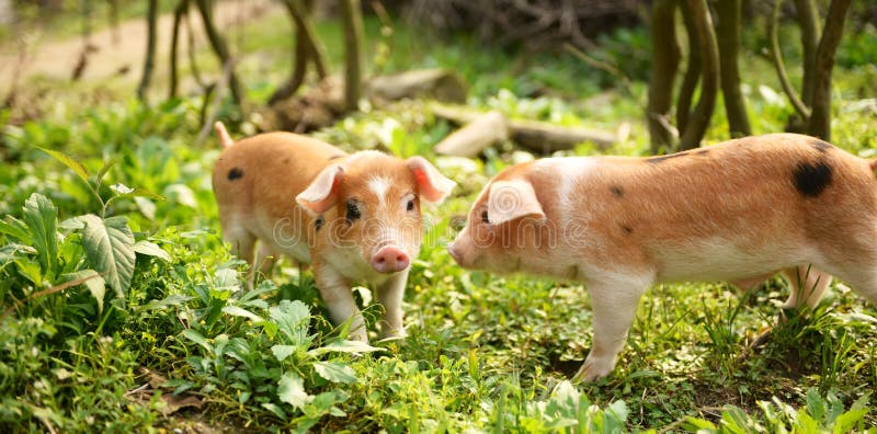 Cute Piglets Playing with Each Other in the Farmyard Stock Photo ...