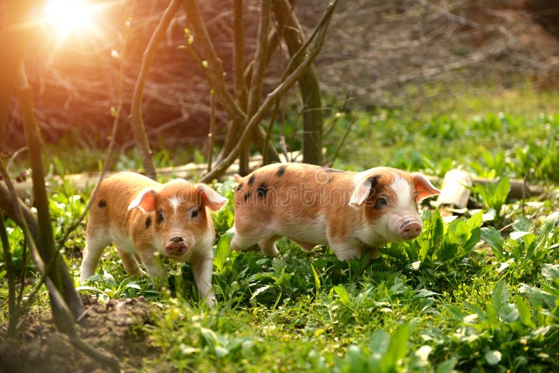 Red Duroc Piglet stock image. Image of graze, piglet - 51393971
