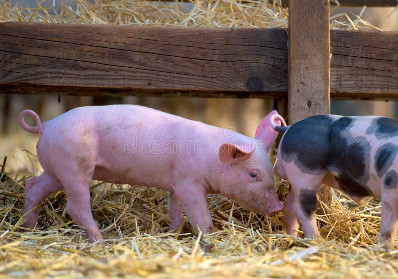 Cute piglets at the farm stock image. Image of look, animal - 69952373