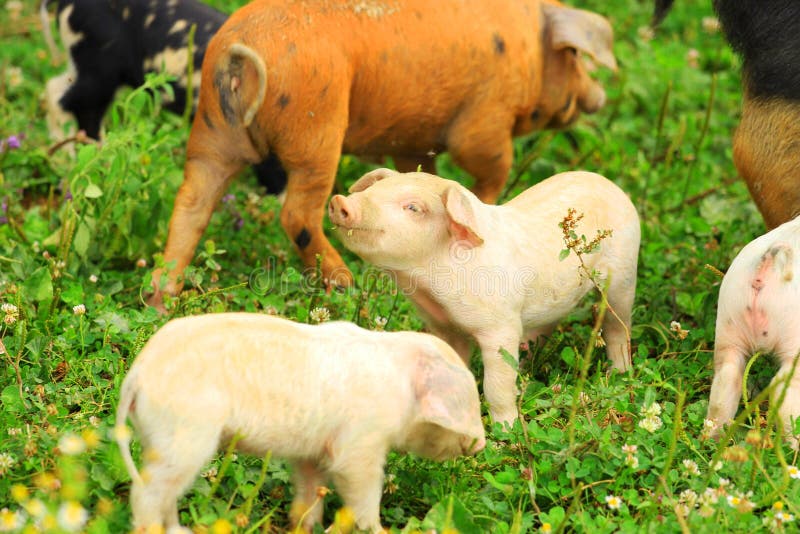 Piglets stock photo. Image of wild, little, outdoor, piggy - 96456918