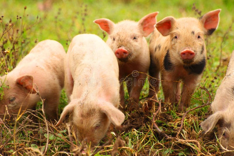 Cute piglets stock photo. Image of ears, nature, animals - 95668036