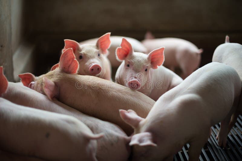 Cute Piglets in the Pig Farm Stock Image - Image of meat, piggery: 95637807