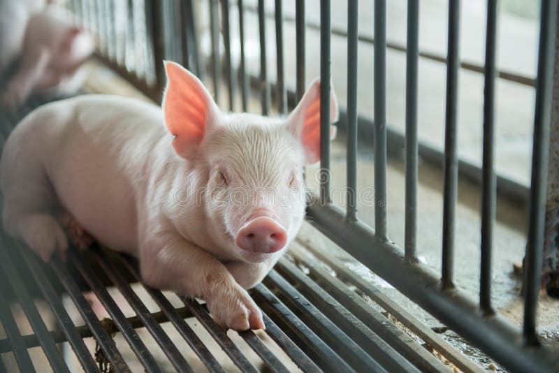 Cute Piglets stock image. Image of piggery, agriculture - 95637417
