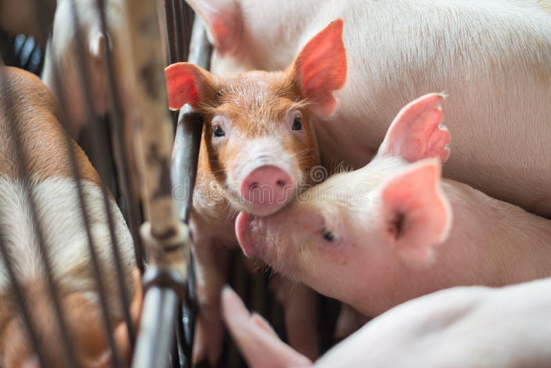 Cute Piglets stock photo. Image of nature, food, group - 95637440