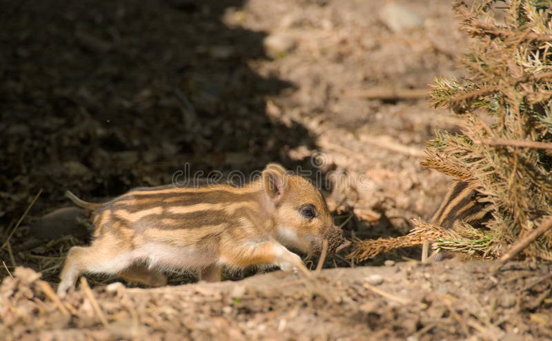 Cute Piglets of Wild Boars Playing in the Forest Stock Image - Image of ...