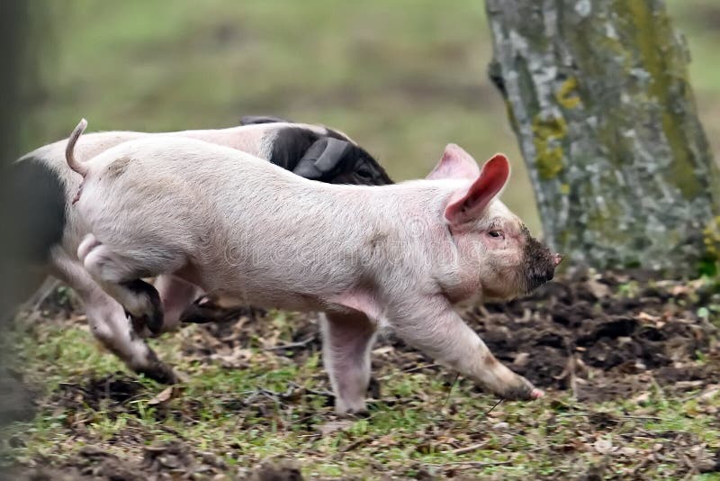 Cute pigs running on field stock photo. Image of dirt - 65457386