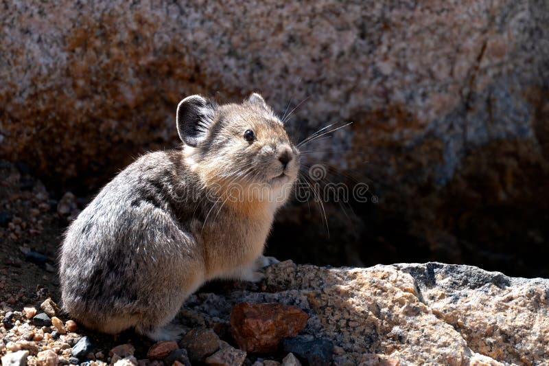 Cute Pika Sitting on a Rock Stock Photo - Image of small, pikas: 336231566