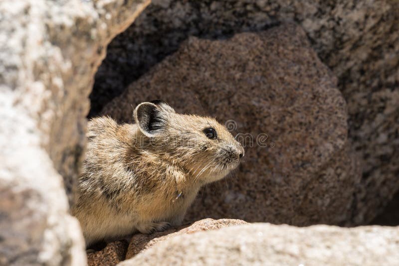 Cute Pika in Rocks stock image. Image of summer, rodent - 95158033