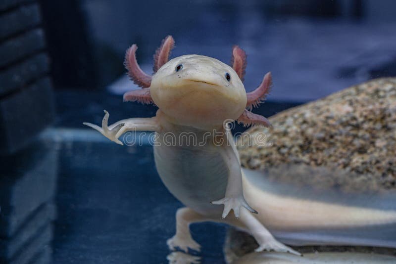 Cute Axolotl Smiling 1+ Thousand Axolotl Smile Royalty Free Images,