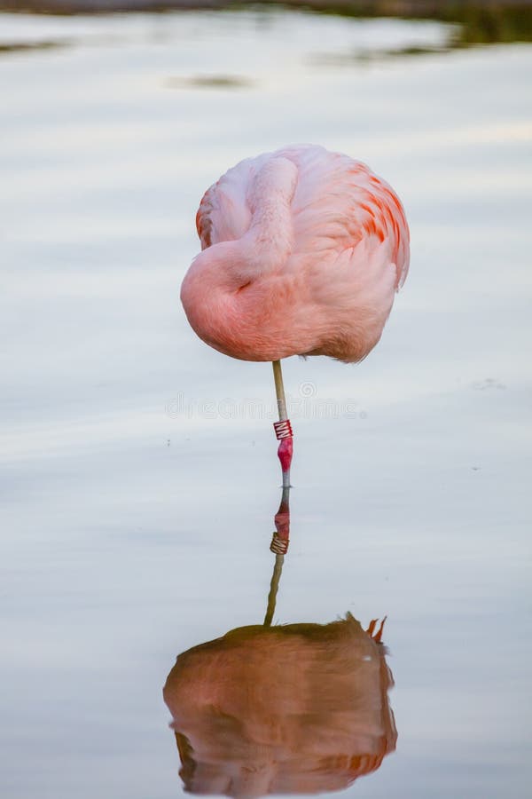 Cute Pink Flamingo in Water at Local Park Stock Photo - Image of ...
