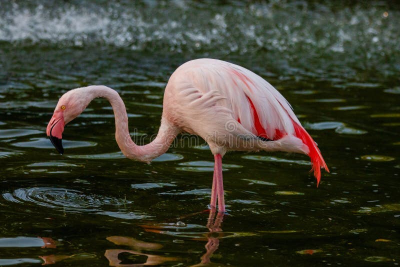 Cute Pink Flamingo in Water at Local Park Stock Photo - Image of ...