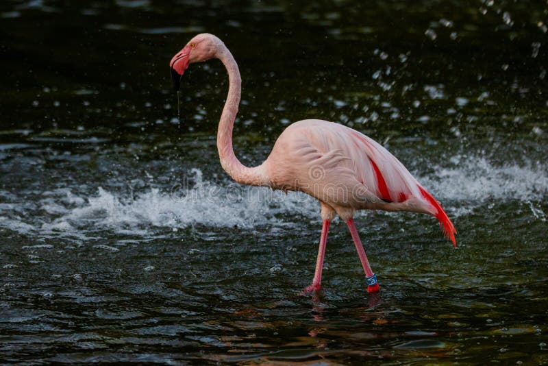 Cute Pink Flamingo in Water at Local Park Stock Photo - Image of bird ...