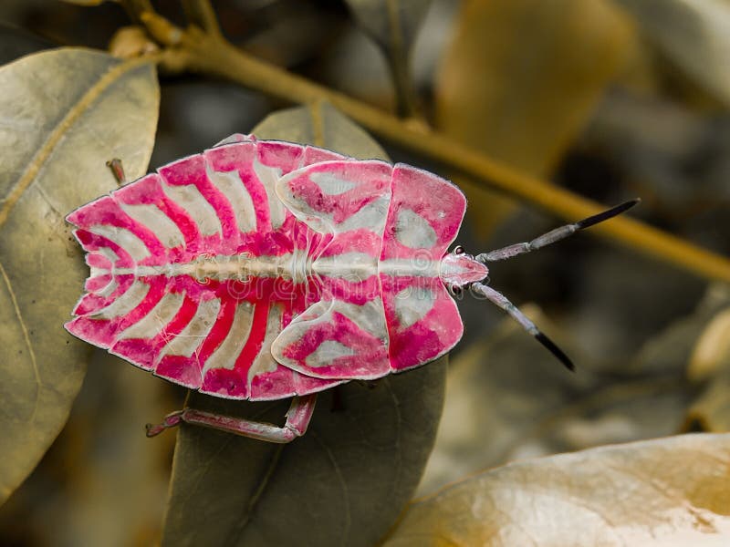 Cute pink insect stock image. Image of unique, interesting - 264565989