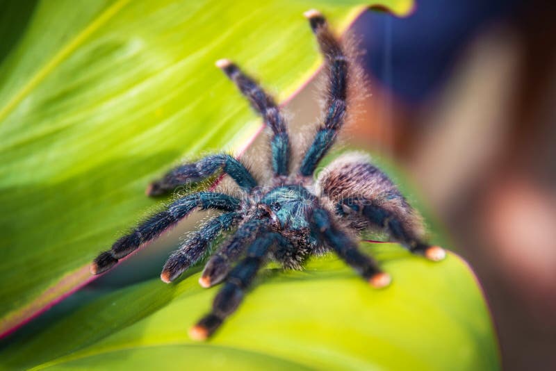 Cute Pink-toed Tarantula Spider Close Up in the Jungle Stock Image ...