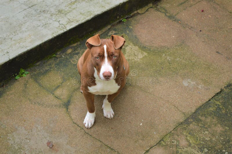 Cute Pitbull Dog with Crying Face Stock Photo - Image of pitbull, puppy ...
