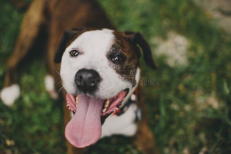 Pitbull smiling stock image. Image of pitty, ears, intelligent - 26844633