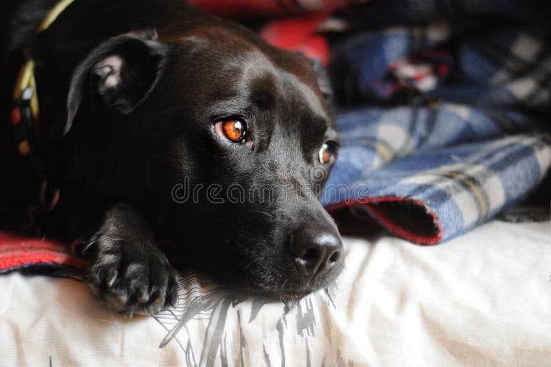 Cute pitbull stock photo. Image of calm, friendly, black - 74413990