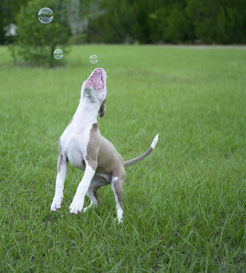 Cute Pitbull Playing with Bubbles Stock Image - Image of hill, outside ...