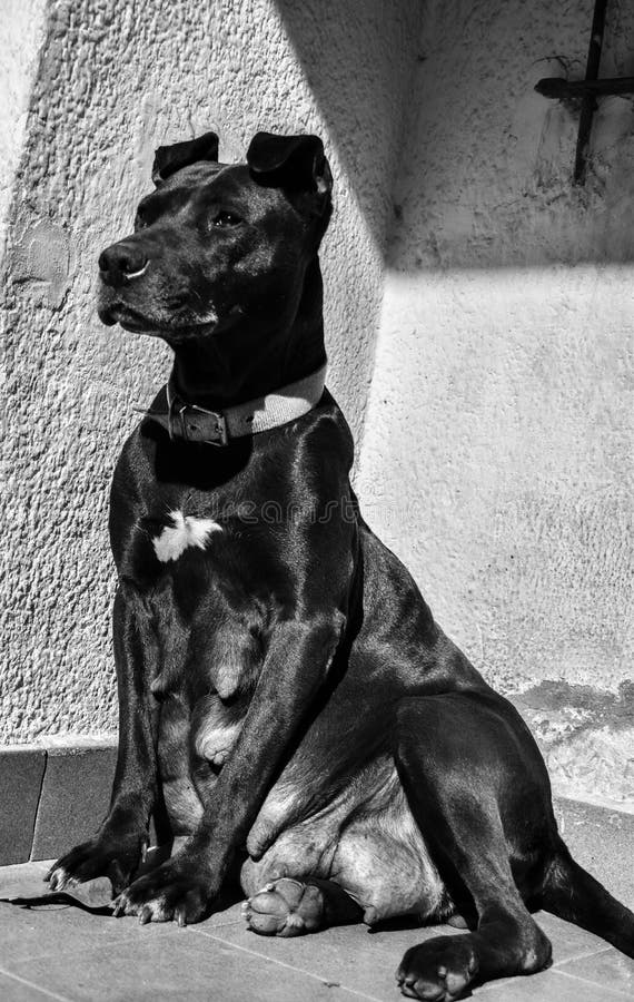 Cute pitbulls stock photo. Image of expression, black - 100028044