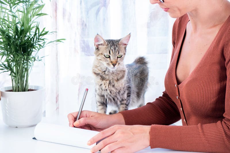 Cute Pixie-bob Cat Standing by a Caucasian Woman Writing a Note with a ...